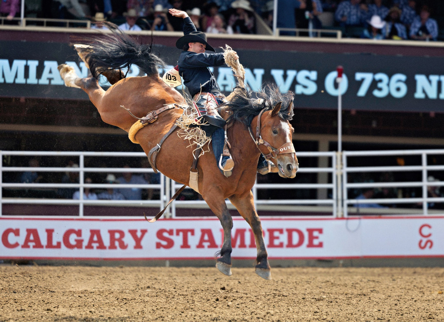 The History of The Calgary Stampede – Alberta Boot